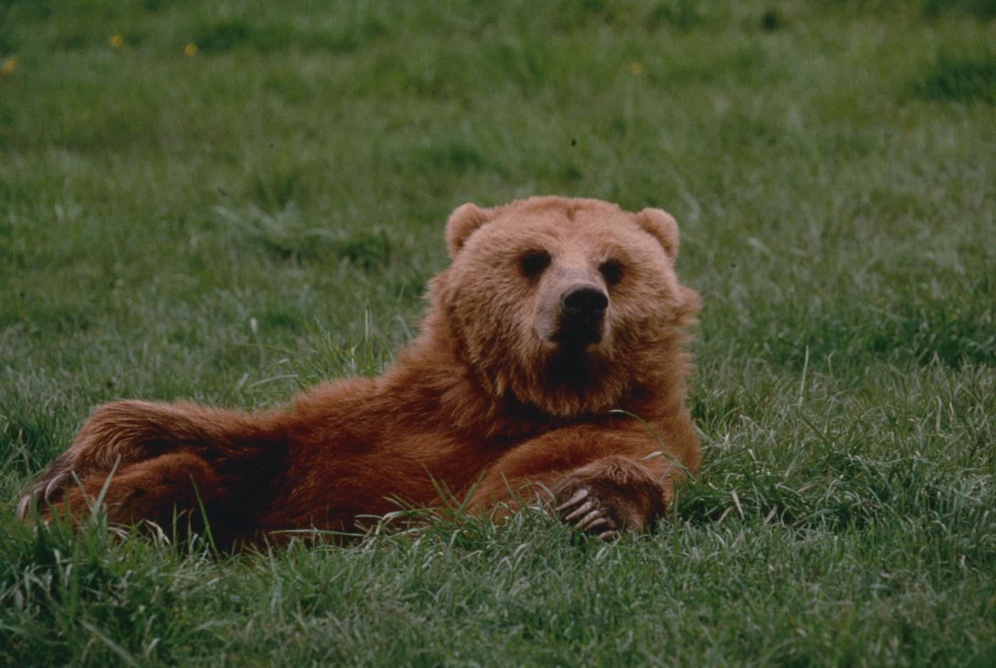 Lav vuole salvare l’orsa Jj4: «Abbiamo trovato un posto sicuro dove ...