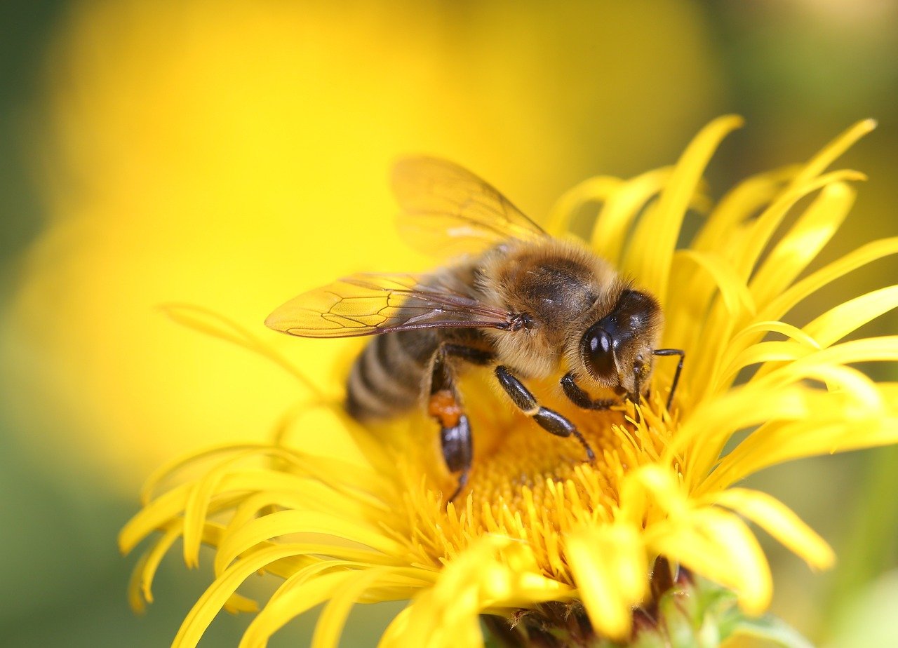 L’entomologo Orempuller: «Usiamo le api per sentirci green, ma tutti ...