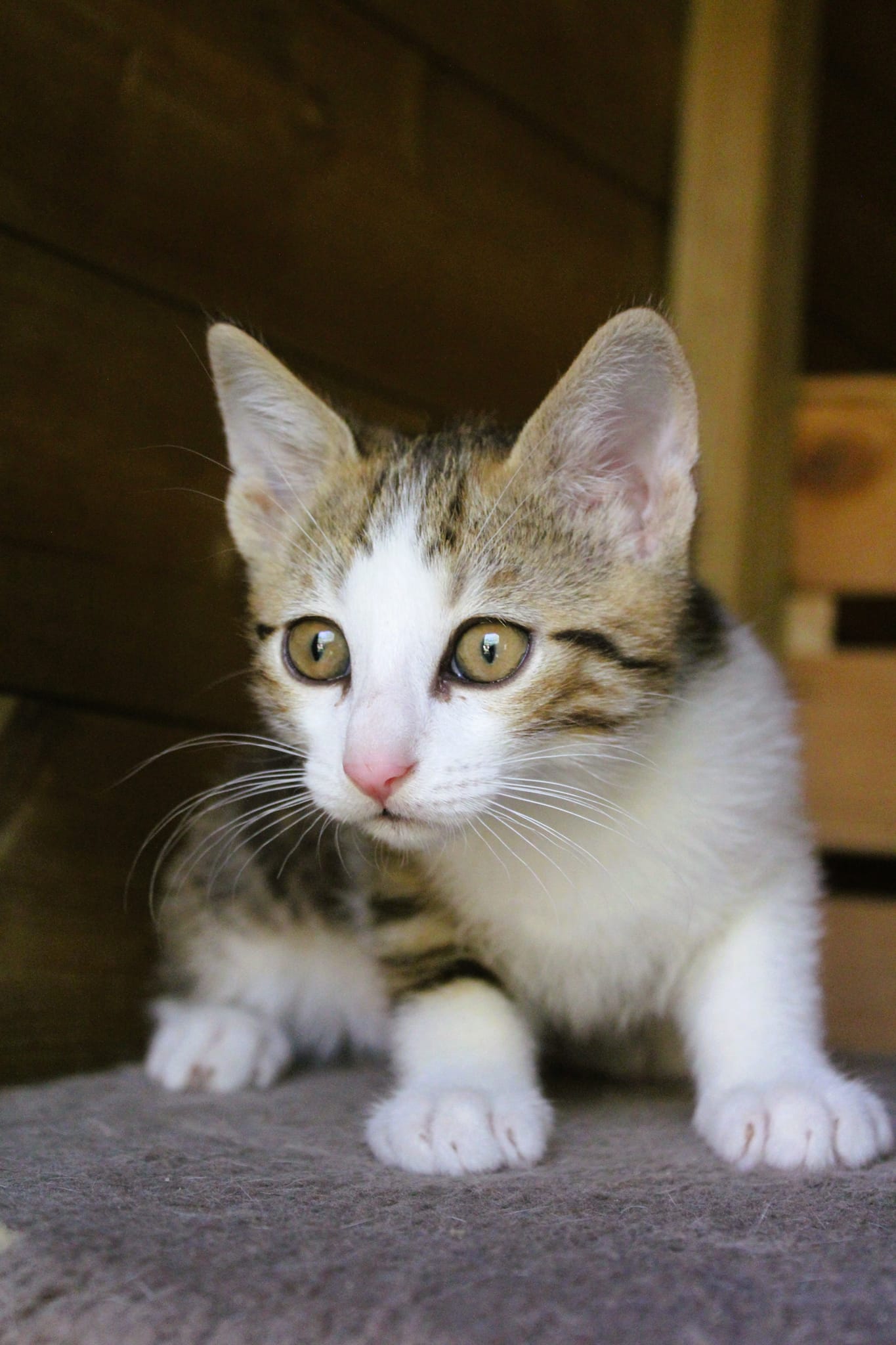 È un temerario, ma non rifiuta le coccole: Mignolo cerca la sua nuova casa