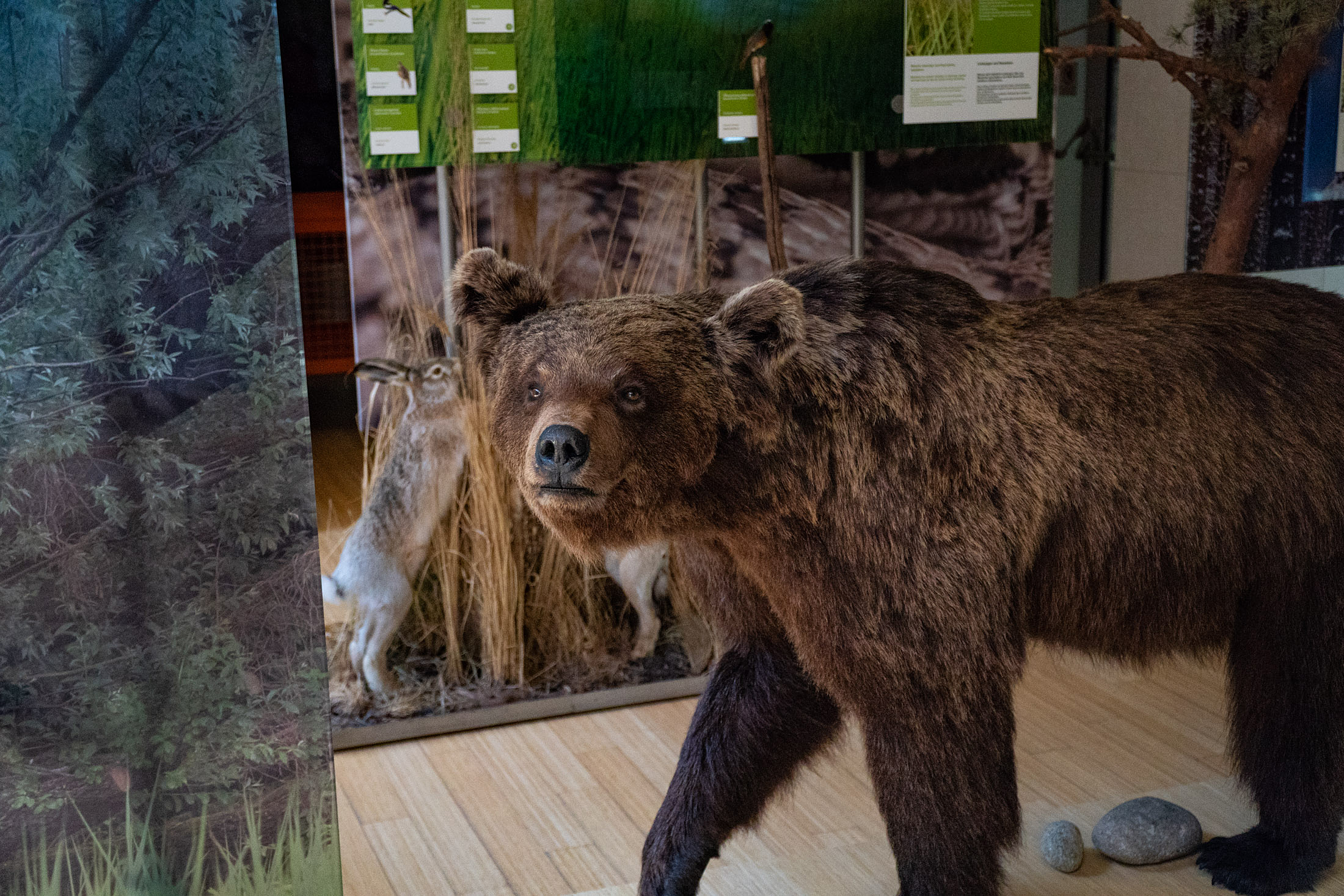 Uomo e orso, una storia lunga 10.000 anni raccontata dal Muse