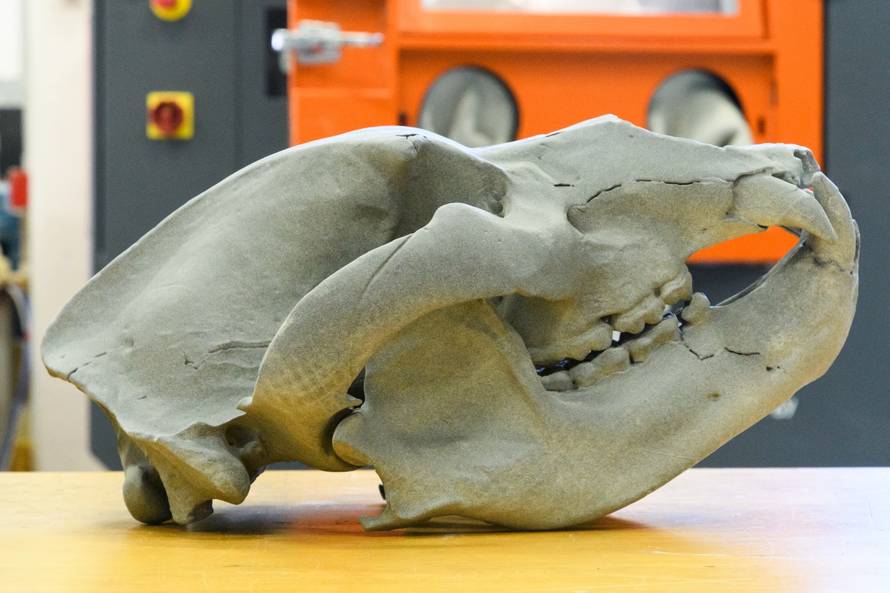 L’orso delle caverne «rivive» grazie alla tecnologia di ProM Facility ...