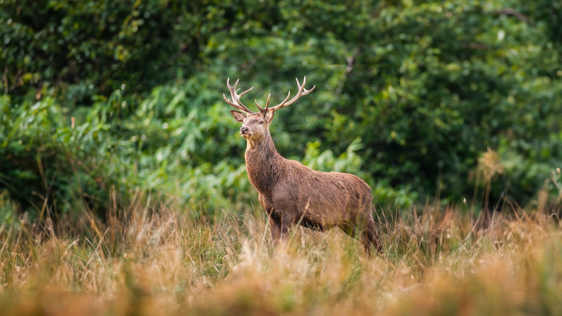 Il cervo, ingegnere degli ecosistemi