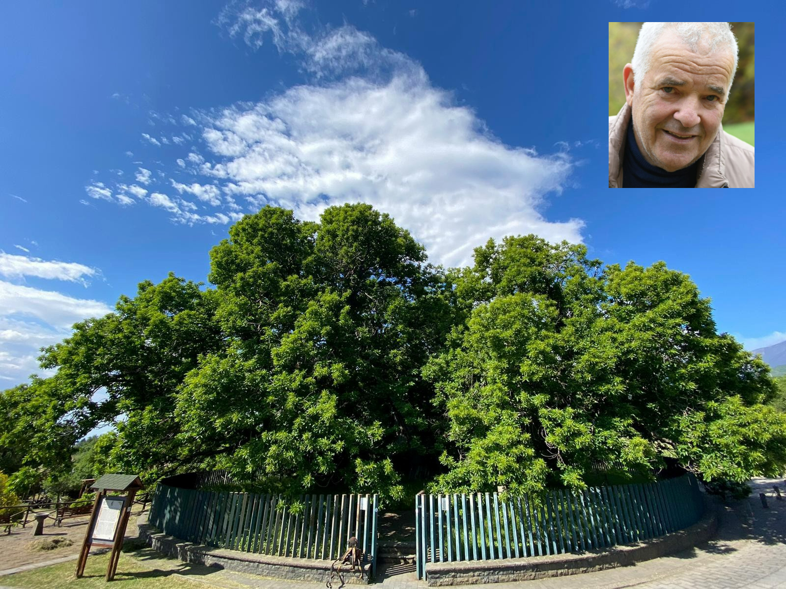 Il castagno Unesco rinasce in Trentino L’albero millenario siciliano ...