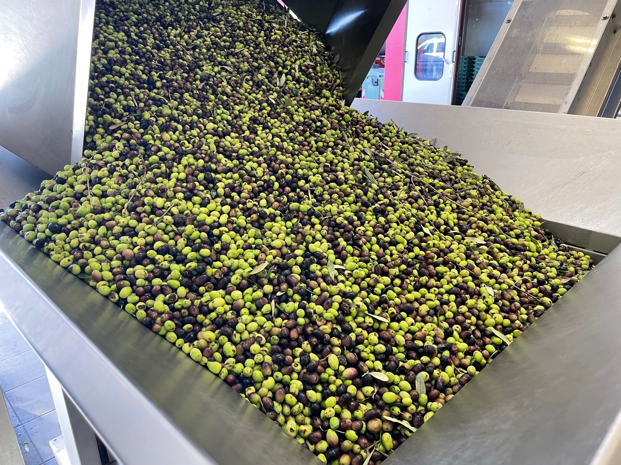 Frantoi Aperti, un giorno alla scoperta dell’oro verde del Garda