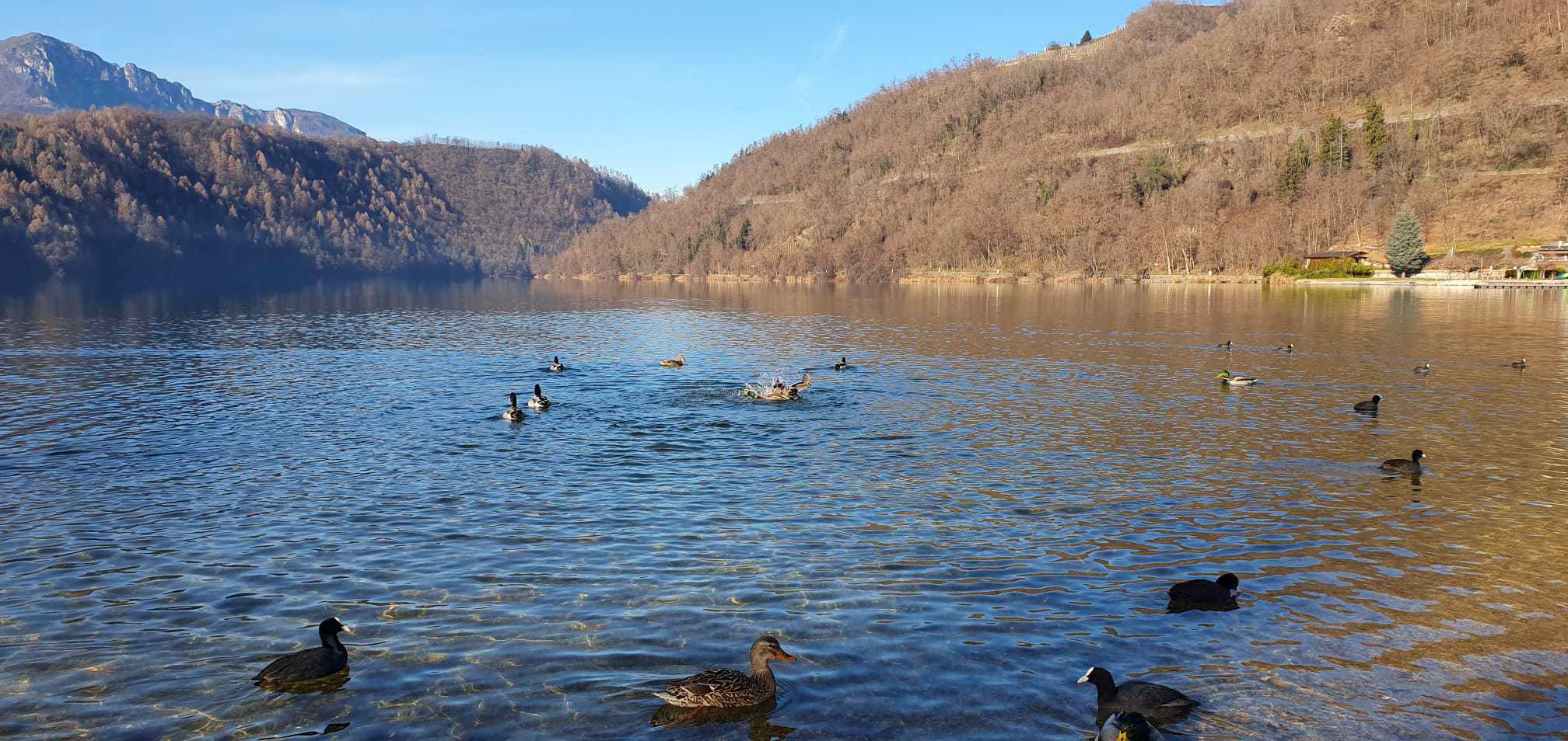 Il lago di Levico ribolle: «Temperatura mai così elevata in 15 anni»