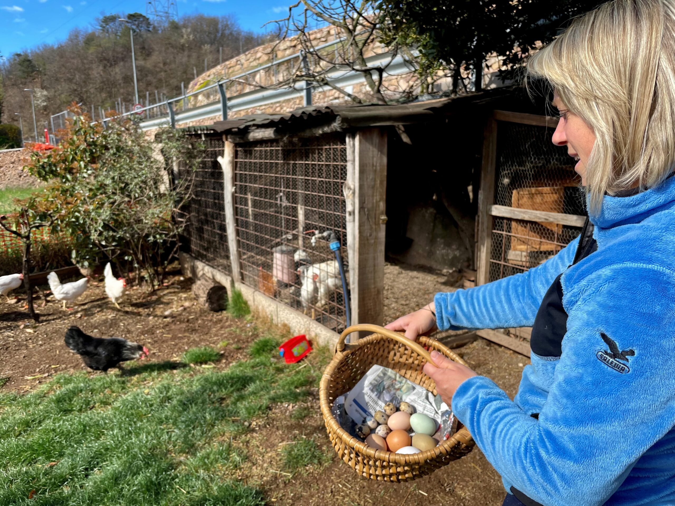 A Camparta le galline scioperano il martedì