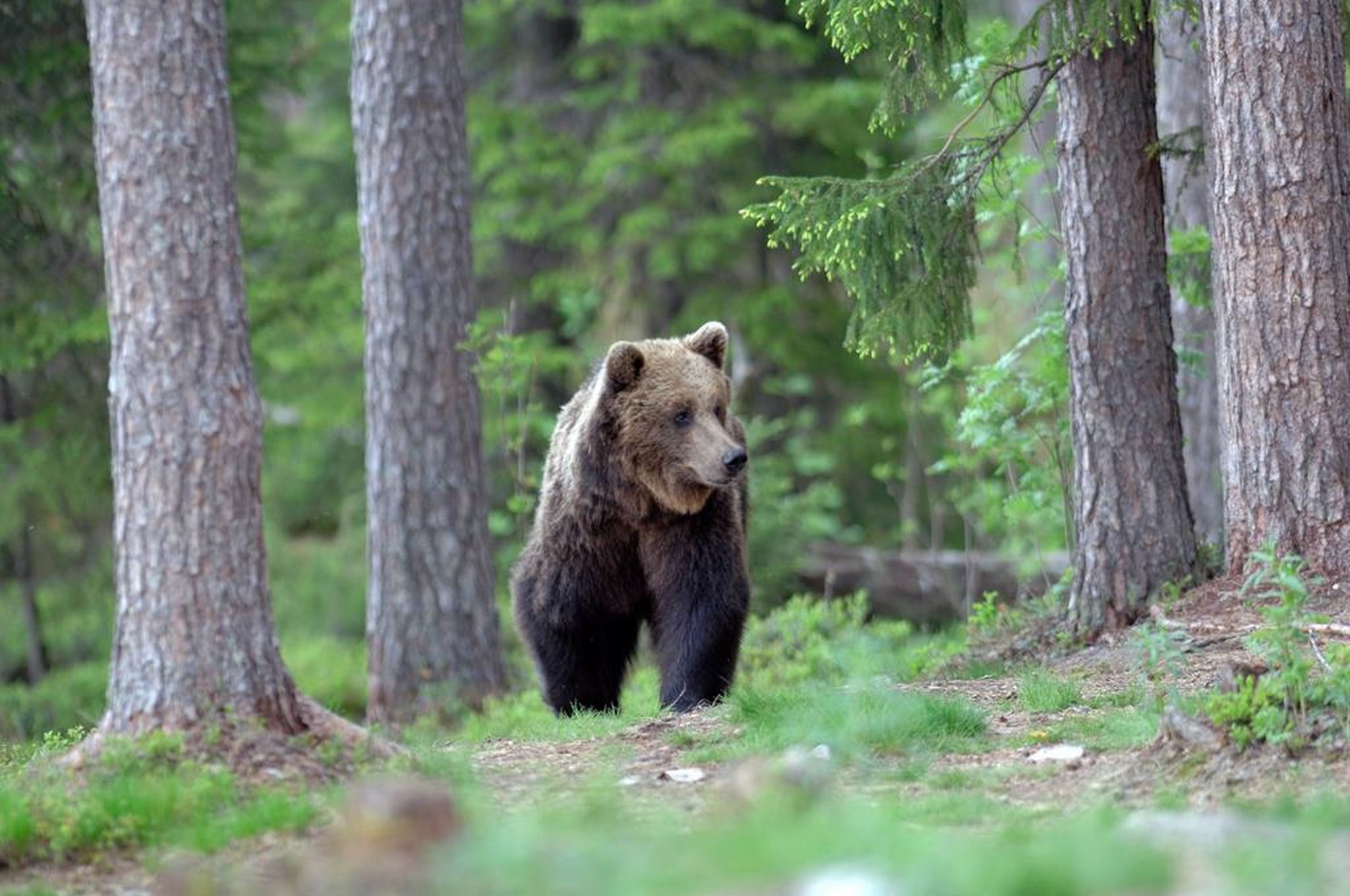 Marsicano, malese, bruno, polare, con occhiali: le quattordici specie ...