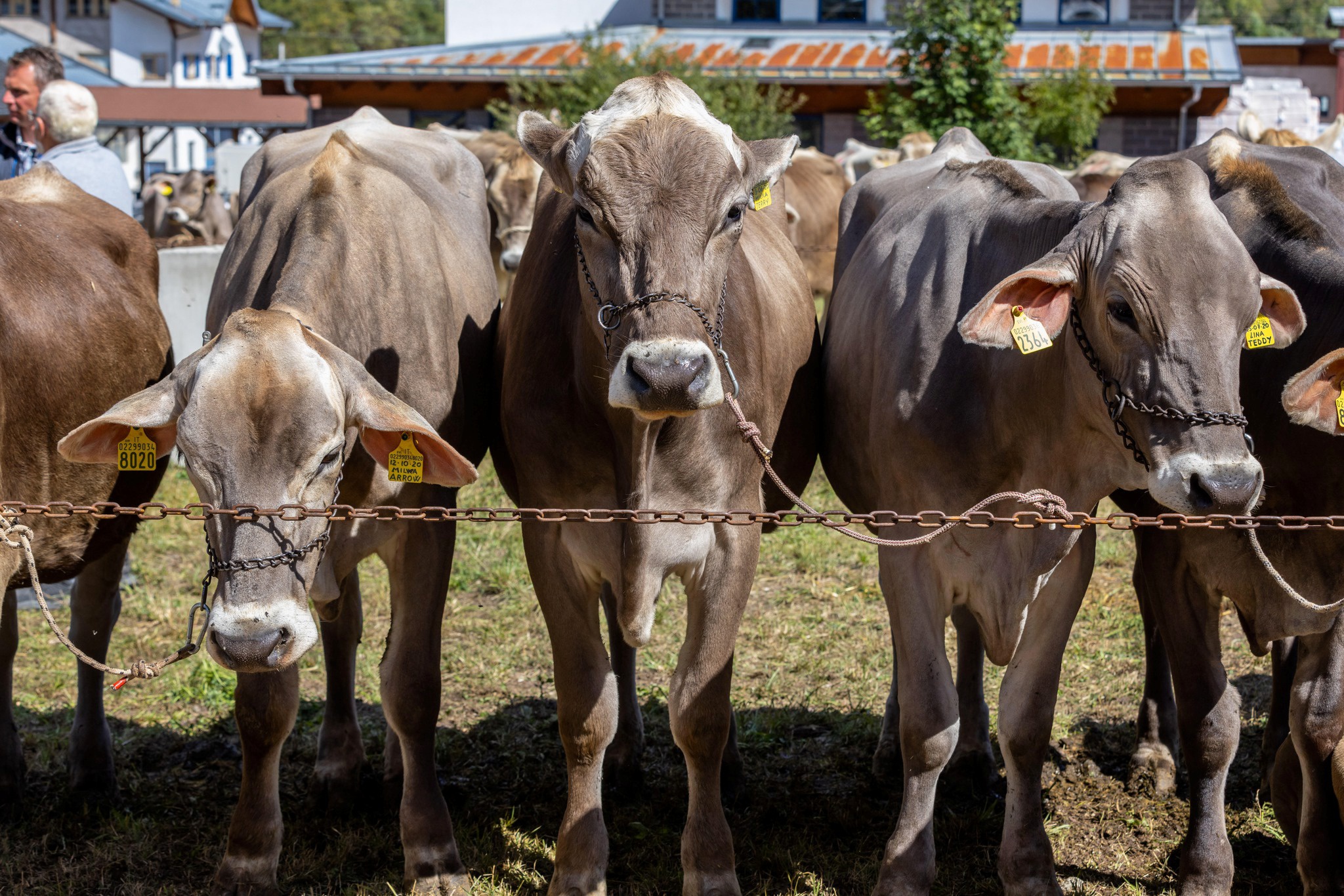 Il virus dell’Ibr anche nelle stalle in Trentino: tra Ala ed Avio si ...
