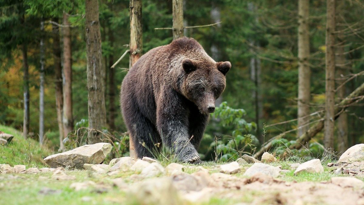 Orso trovato morto in un torrente della Val d’Arzino: proveniva dalla ...
