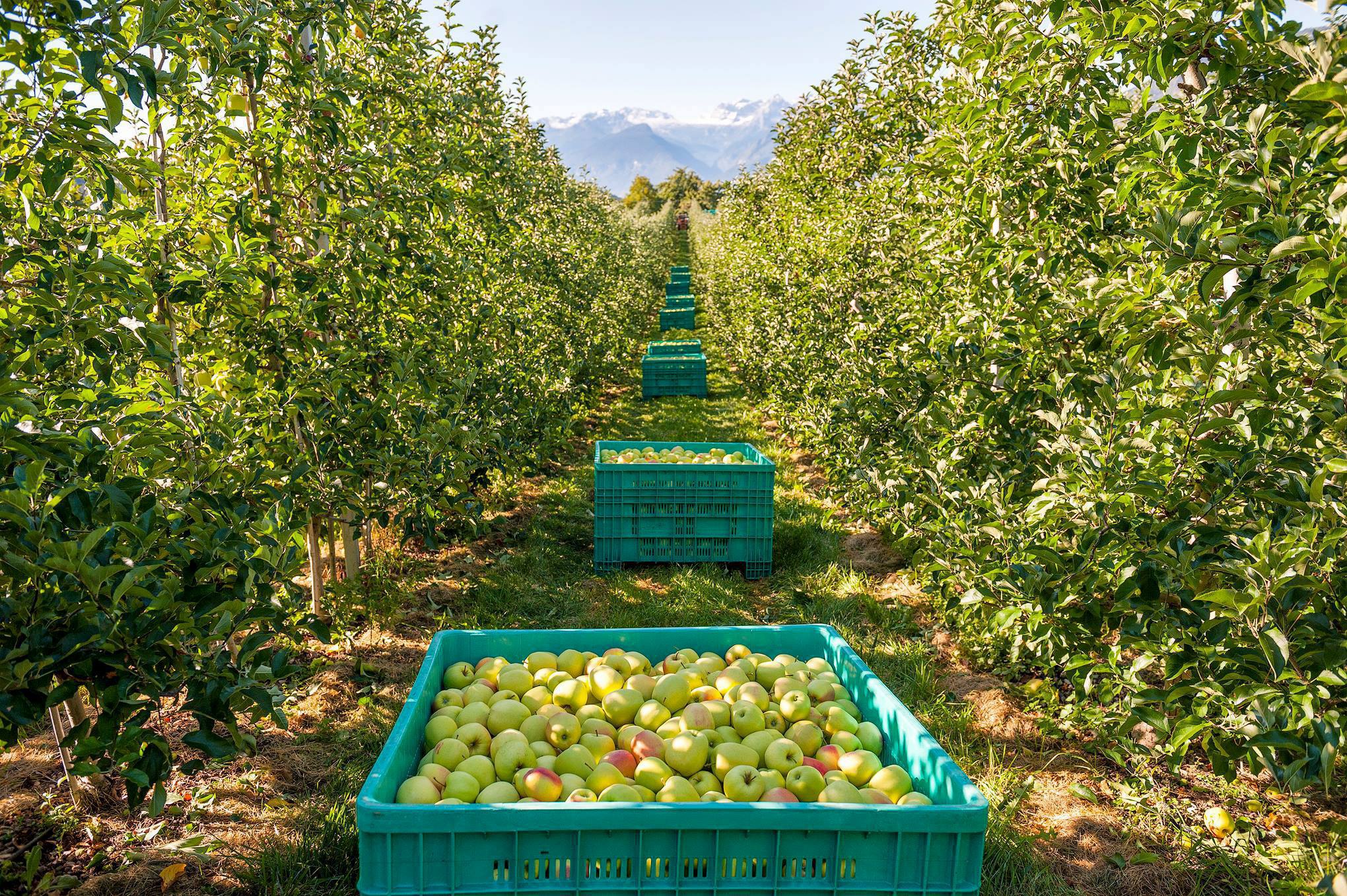 Il 2024 sarà un anno nero per la produzione di mele, in Trentino e in ...