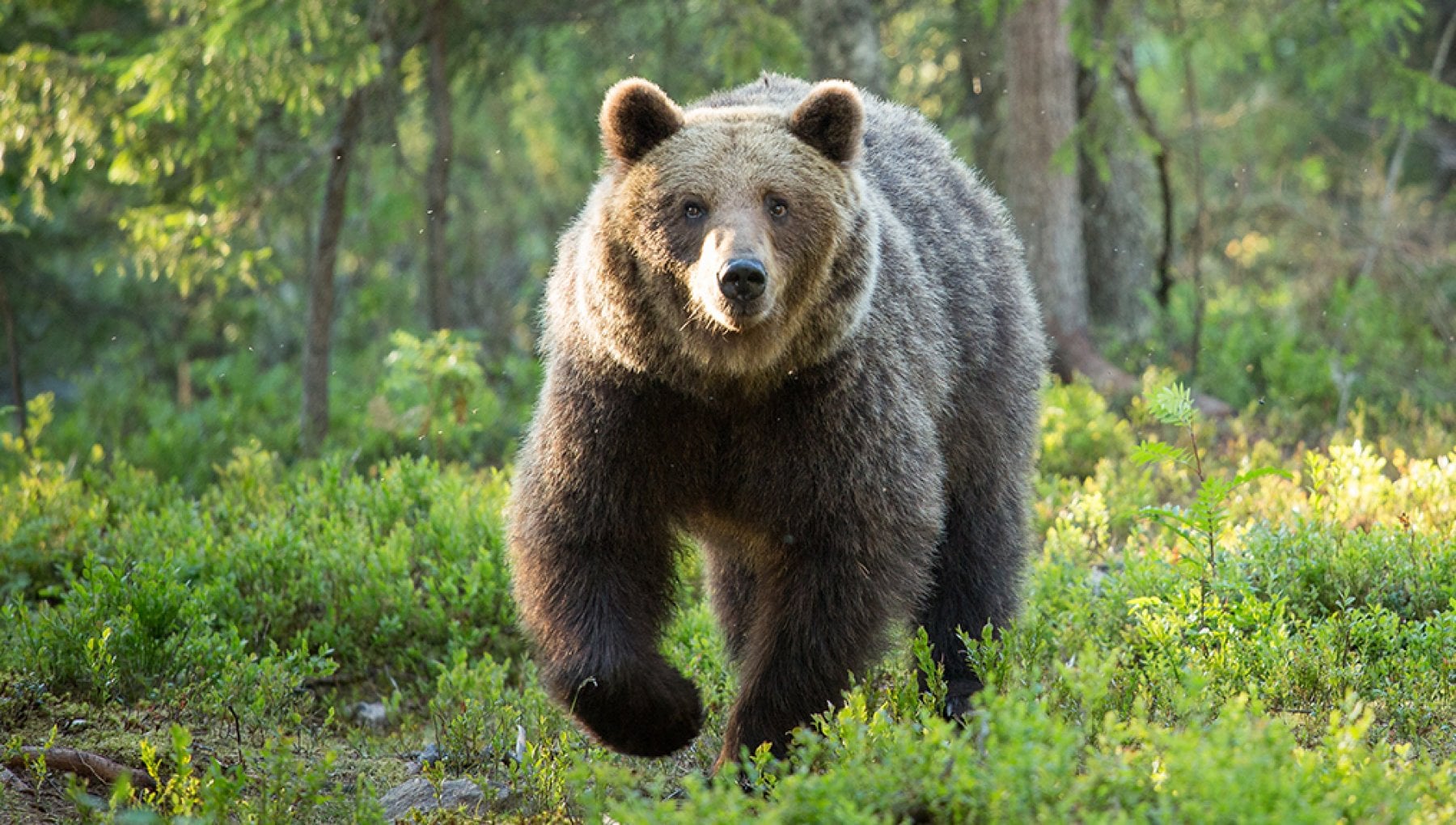 Orso avvistato su un sentiero sopra Pinzolo: a dare l’allarme 15 ...