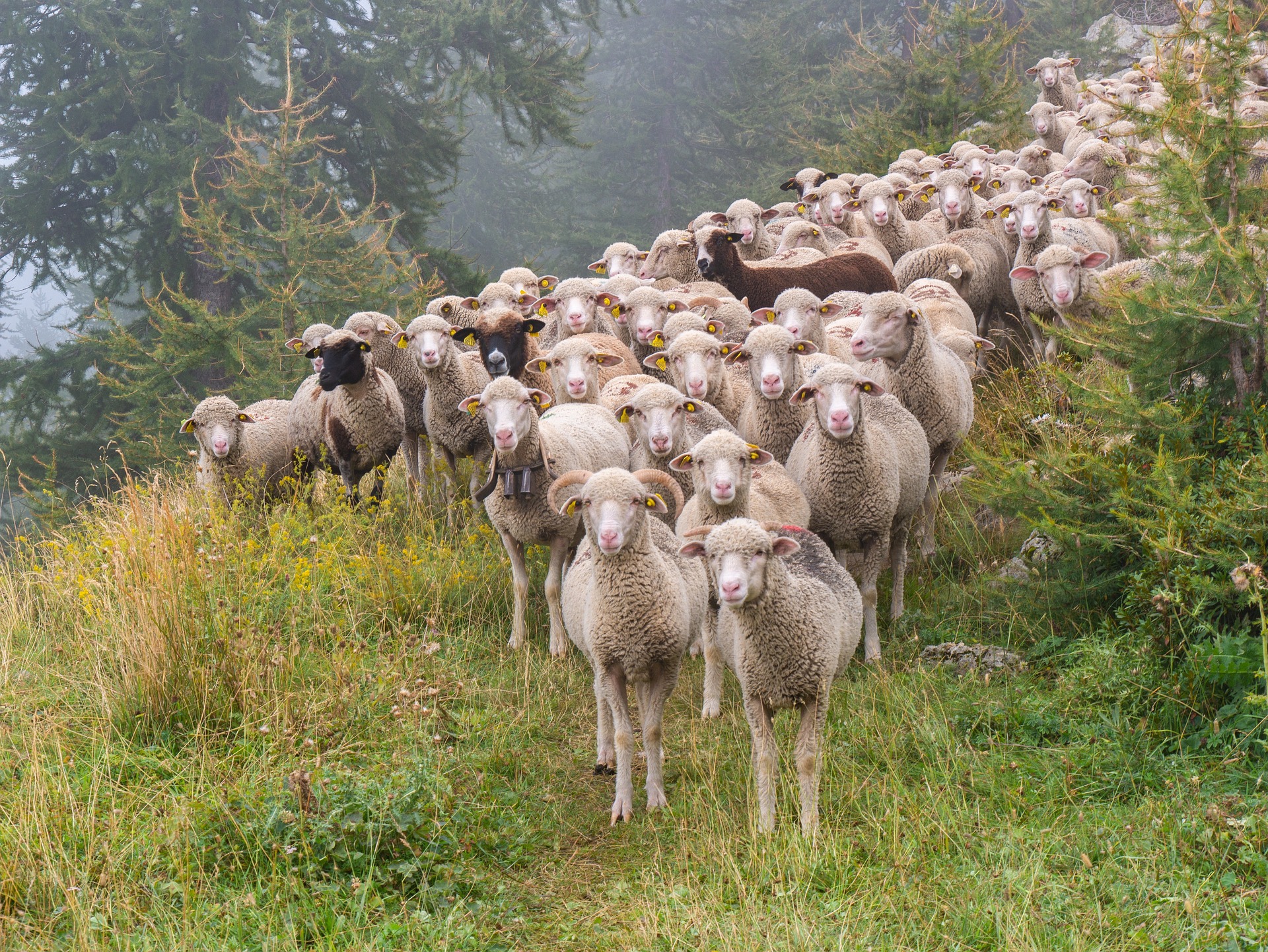 Valle dei laghi, maltrattamenti sulle pecore: i forestali sequestrano ...